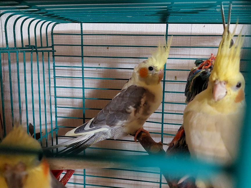 Корелла птенец самец