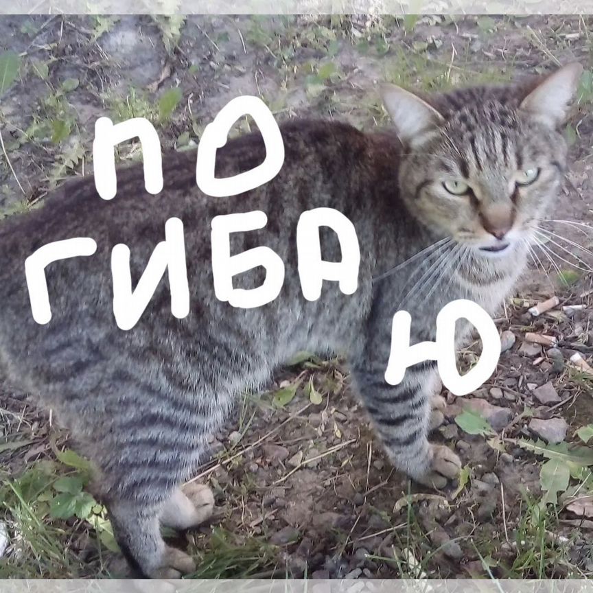 Взрослый кот в добрые руки