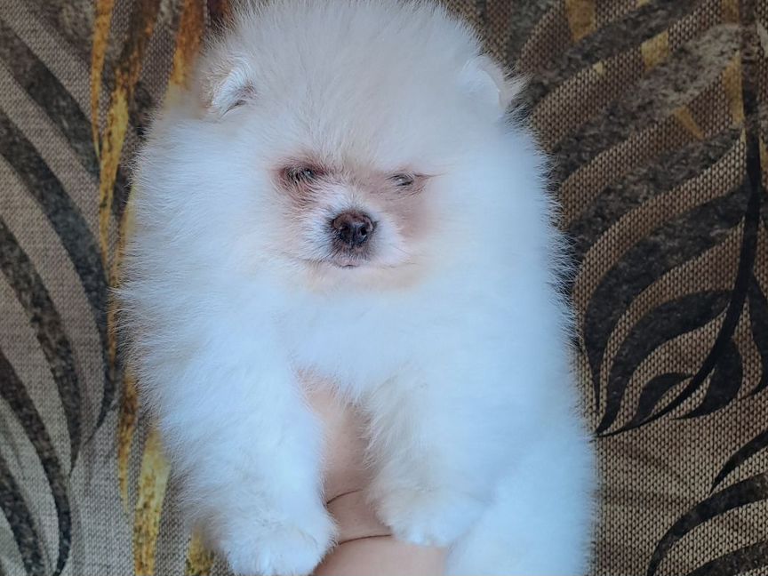 Белая медведица шпиц мишка