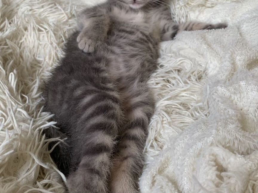Котенок
