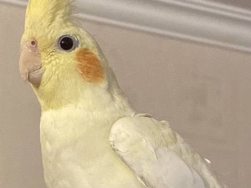 Попугай корелла ручной