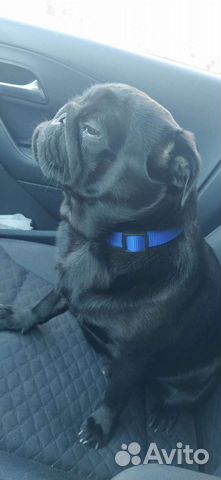 Мопс вязка мальчик