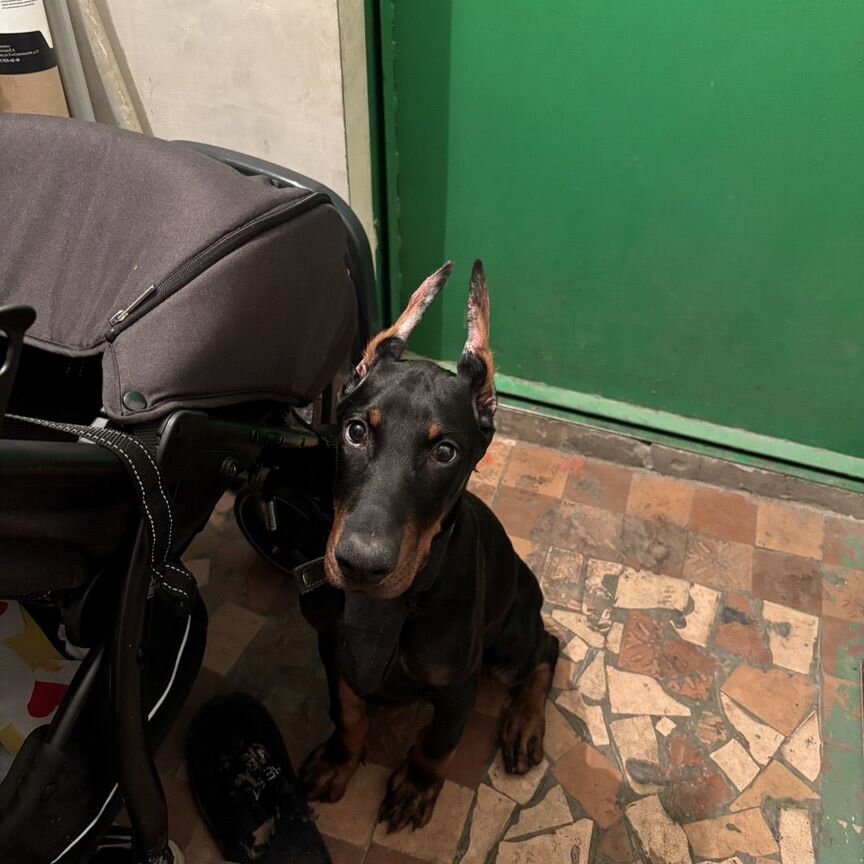 Продаю Добермана по кличке Эрос,мальчик