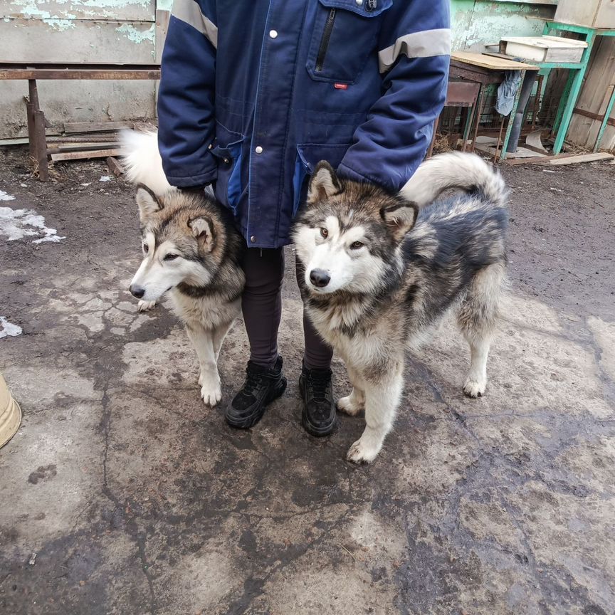 Аляскинский маламут