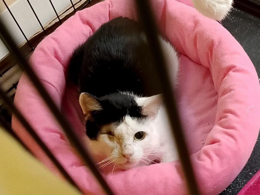 Одноглазик ждет вас