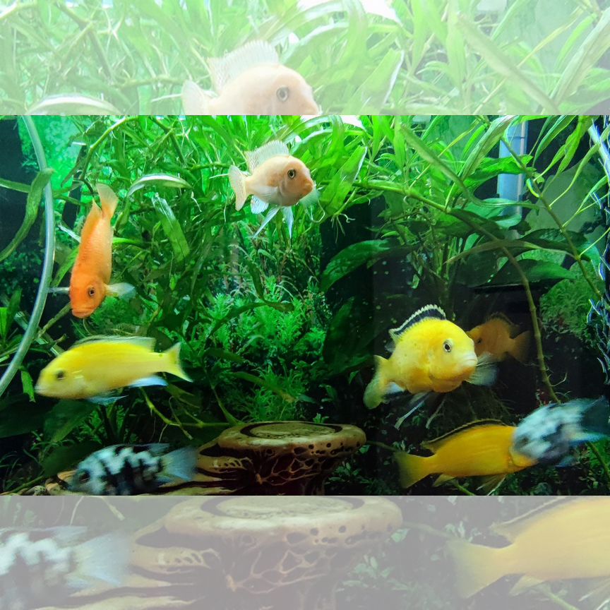 Еллоу, Красная зебра