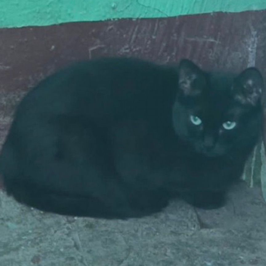 Взрослая, кошка в добрые руки