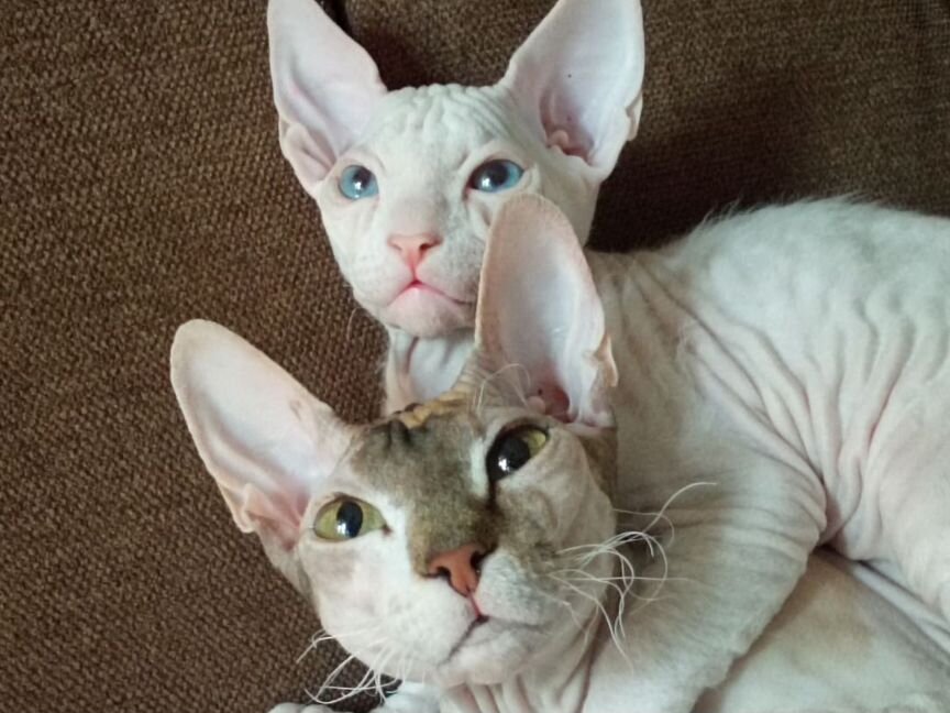 Донской сфинкс котята