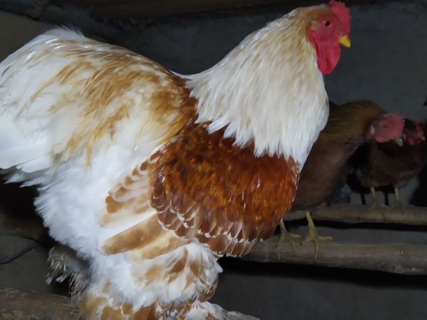 Куры домашние,возраст год, куры брама 4 + петух