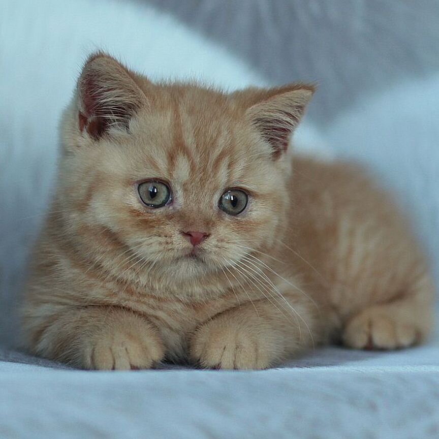 Британский короткошёрстный котёнок