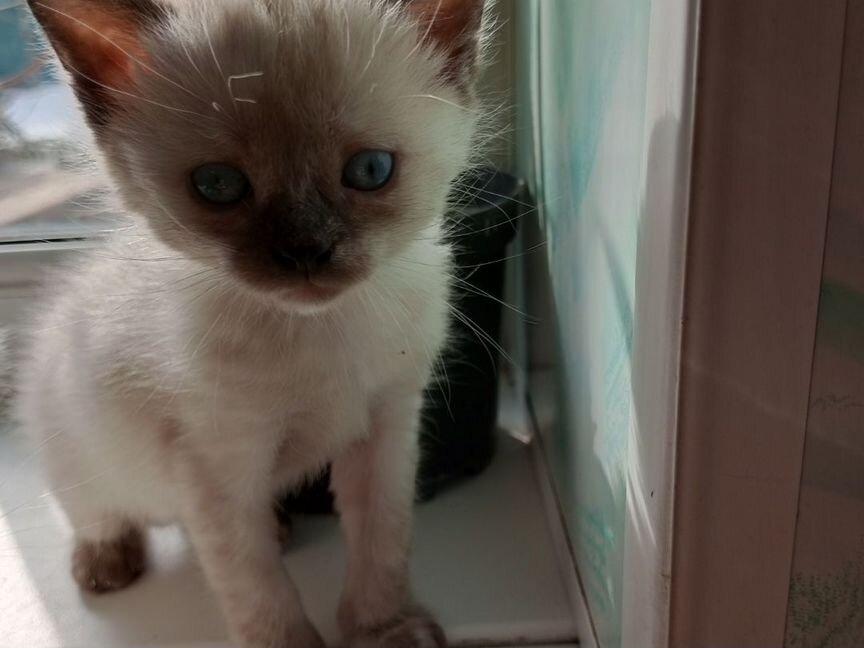 Сиамская кошечка