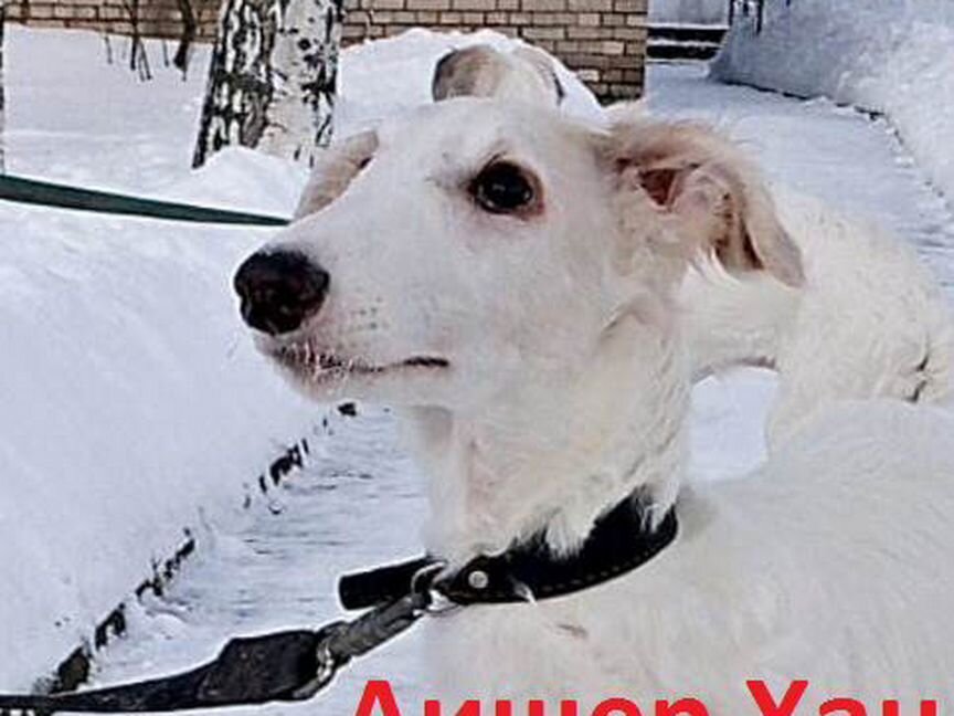 Два мальчика русской борзой