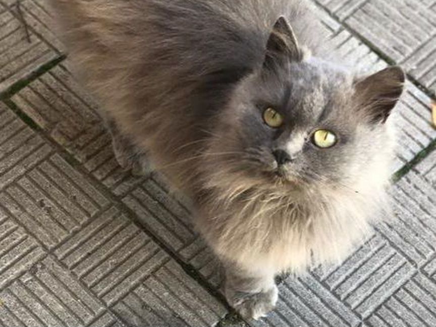 Кошка ищет дом