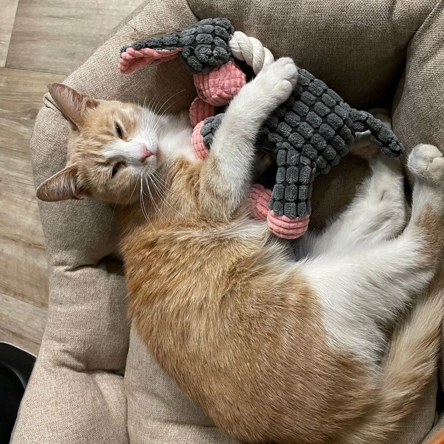 Ласковая Рыжуля