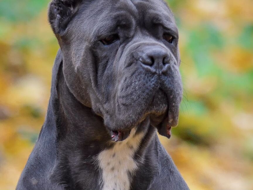 Кане корсо вязка