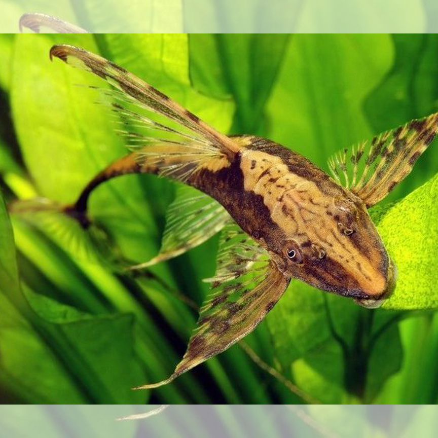 Стурисома сомик аквариумные рыбки