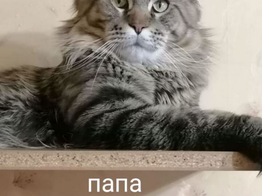 Кошки майкун