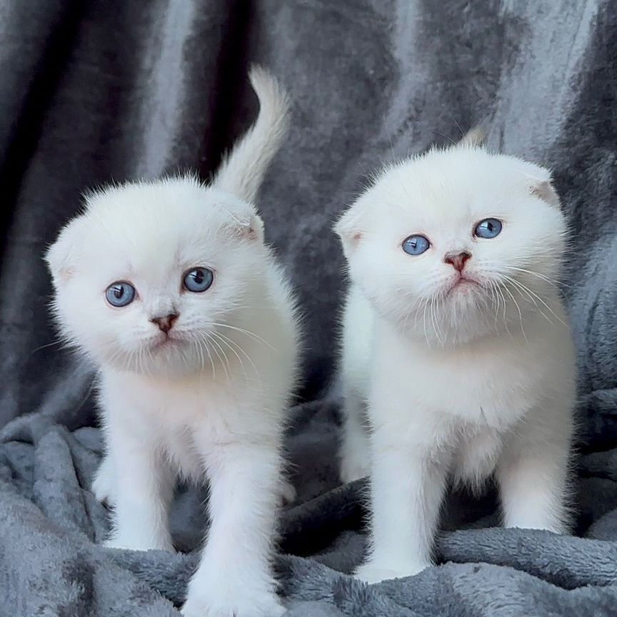 Шотландские котята вислоухие