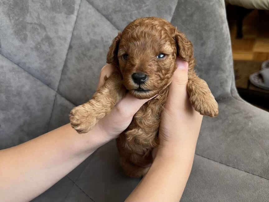 Щенок той пудель ред браун