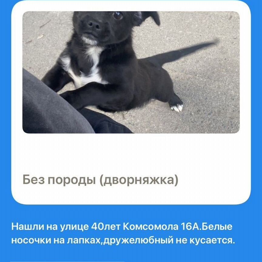 Потерялся щенок