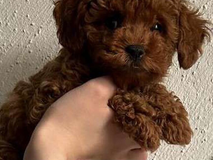 Maltipoo teddy той пудель мальтипу