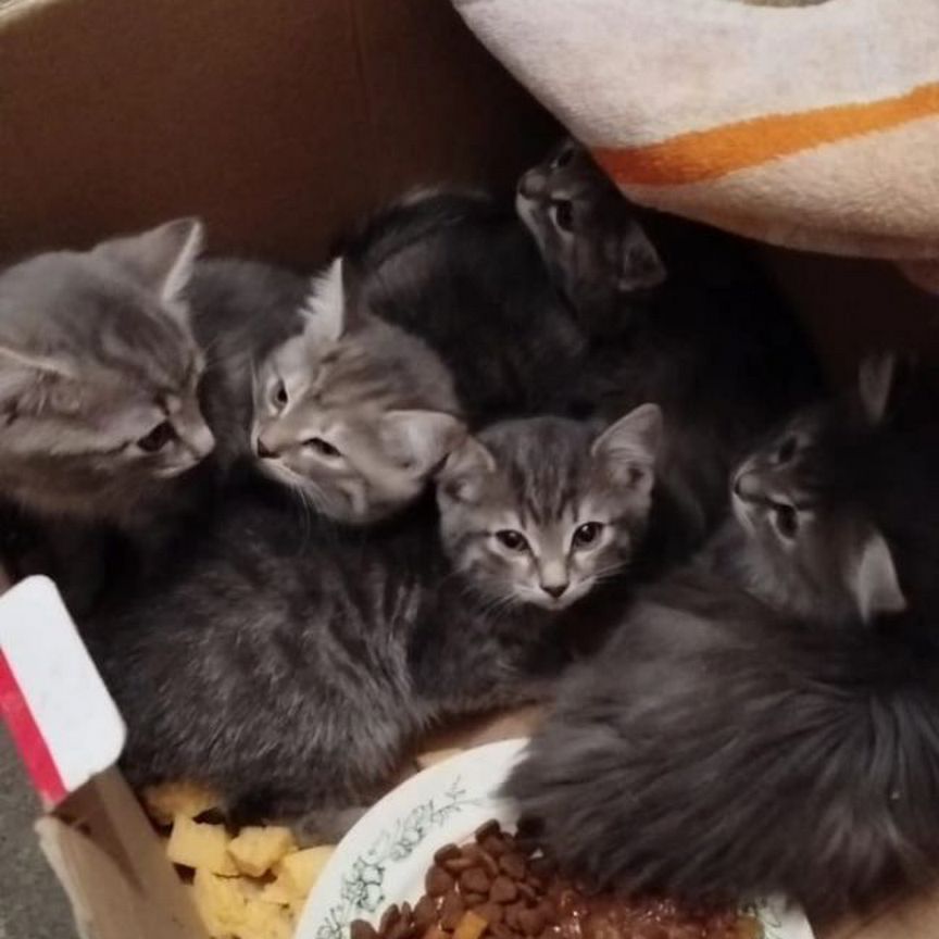 Котята из подъезда в добрые руки