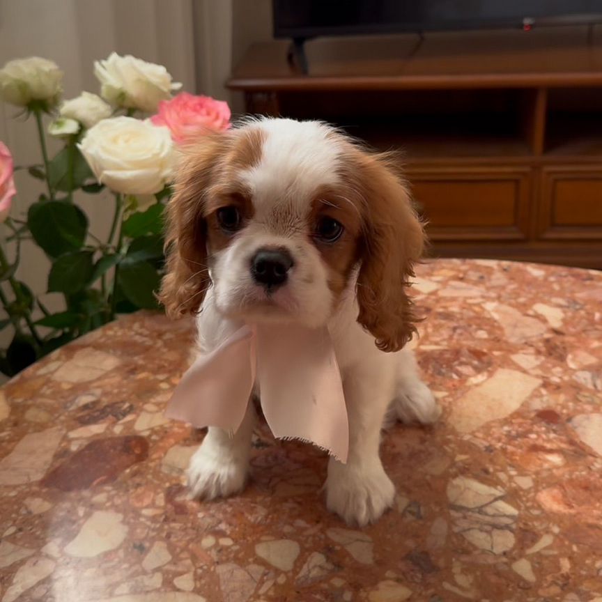 Мальчик Кавалер Кинг Чарльз спаниель