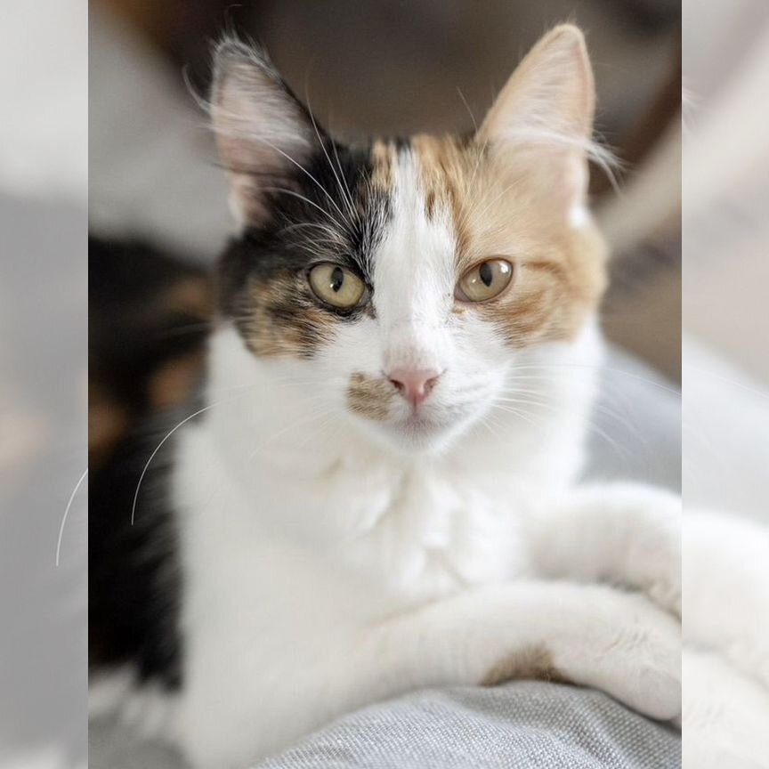 Взрослая, кошка в добрые руки