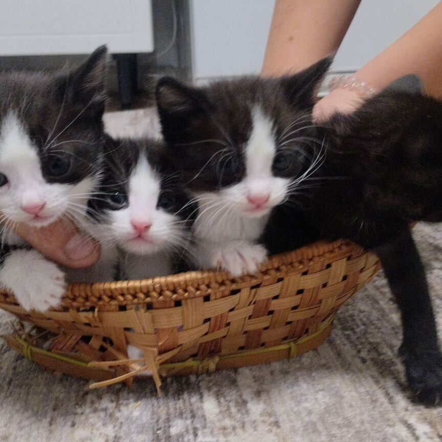 Домашние котики