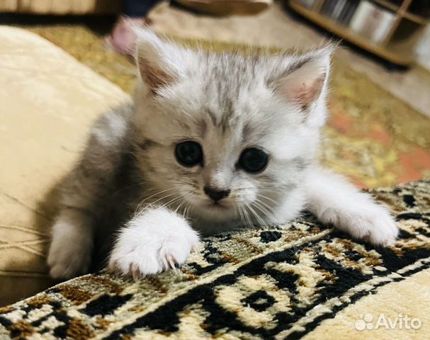 Продам шотландских котят