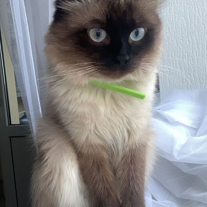 Сиамский кот вязка