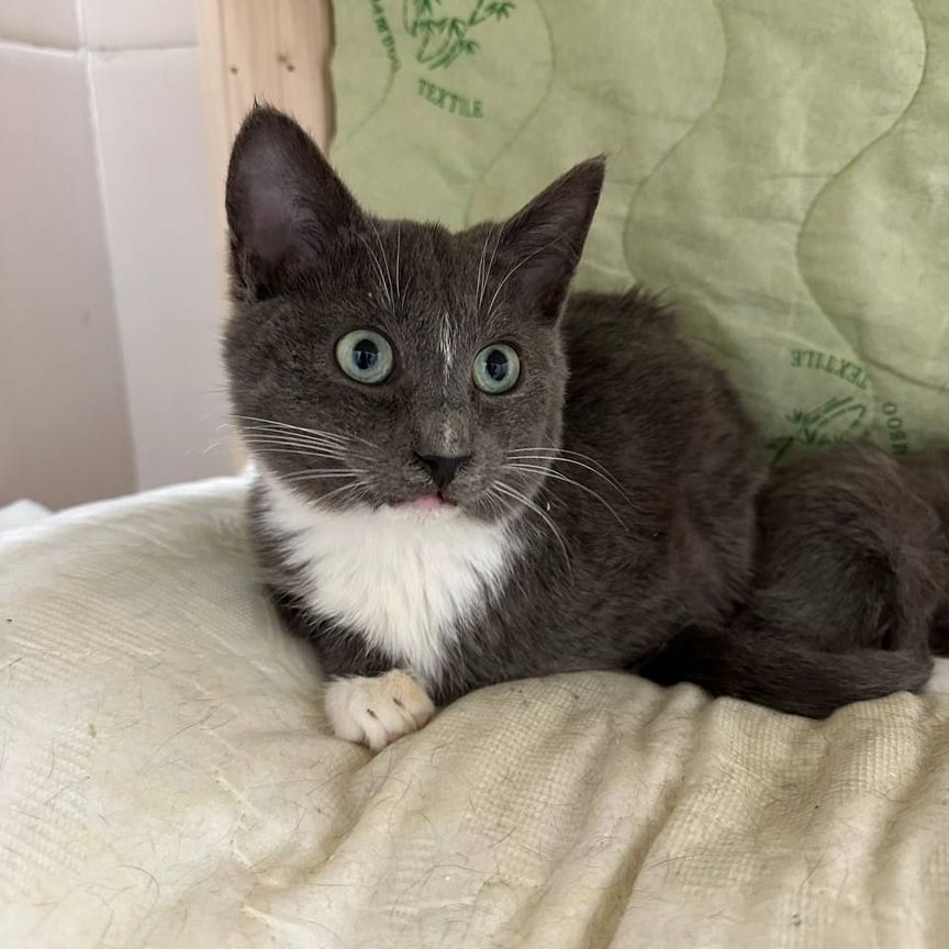 Котенок