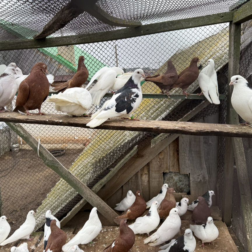 Голуби высоколетные