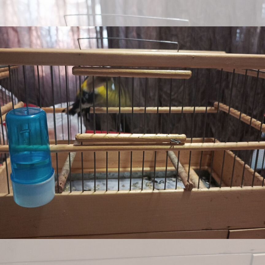 Продам щеглов новый улов и есть певчие