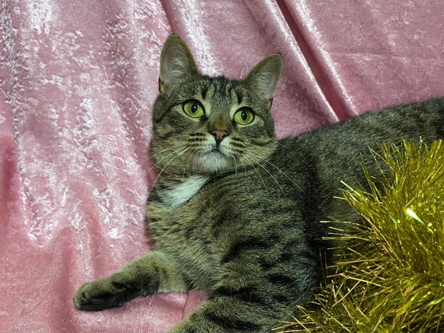 Котенок