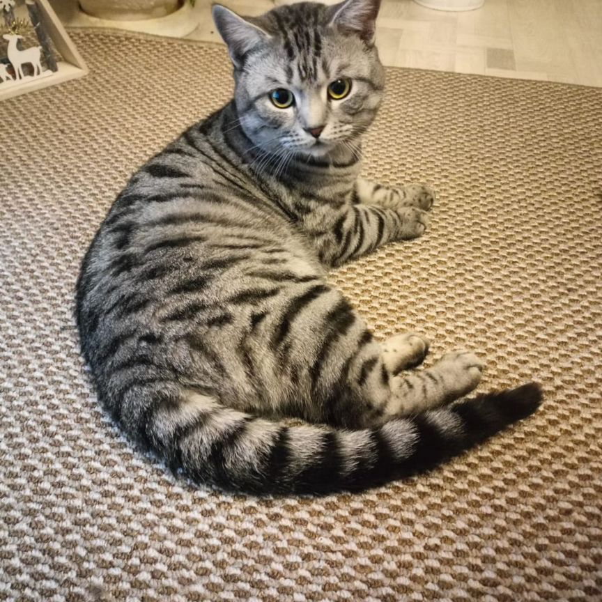 Кот бесплатно
