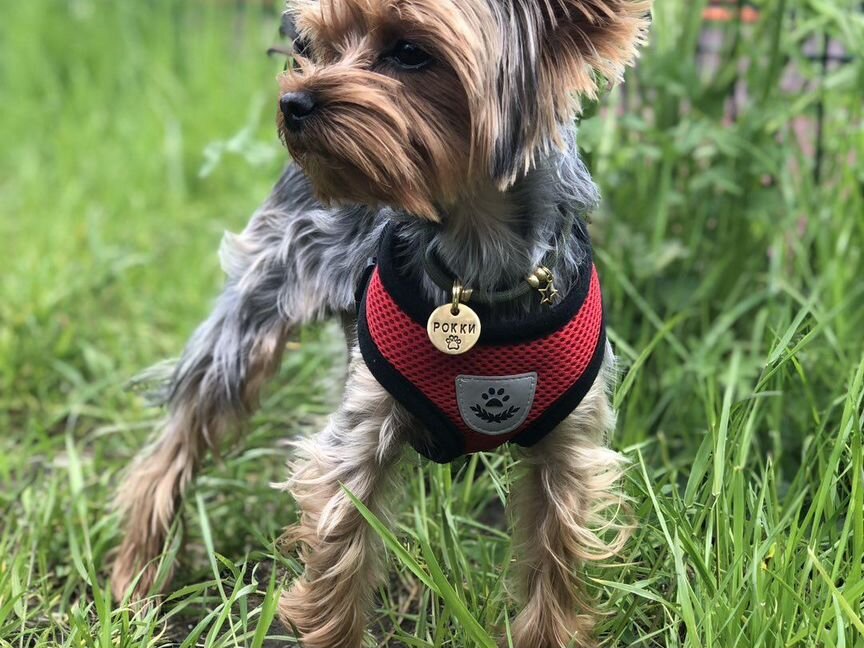 Йоркширский терьер вязка