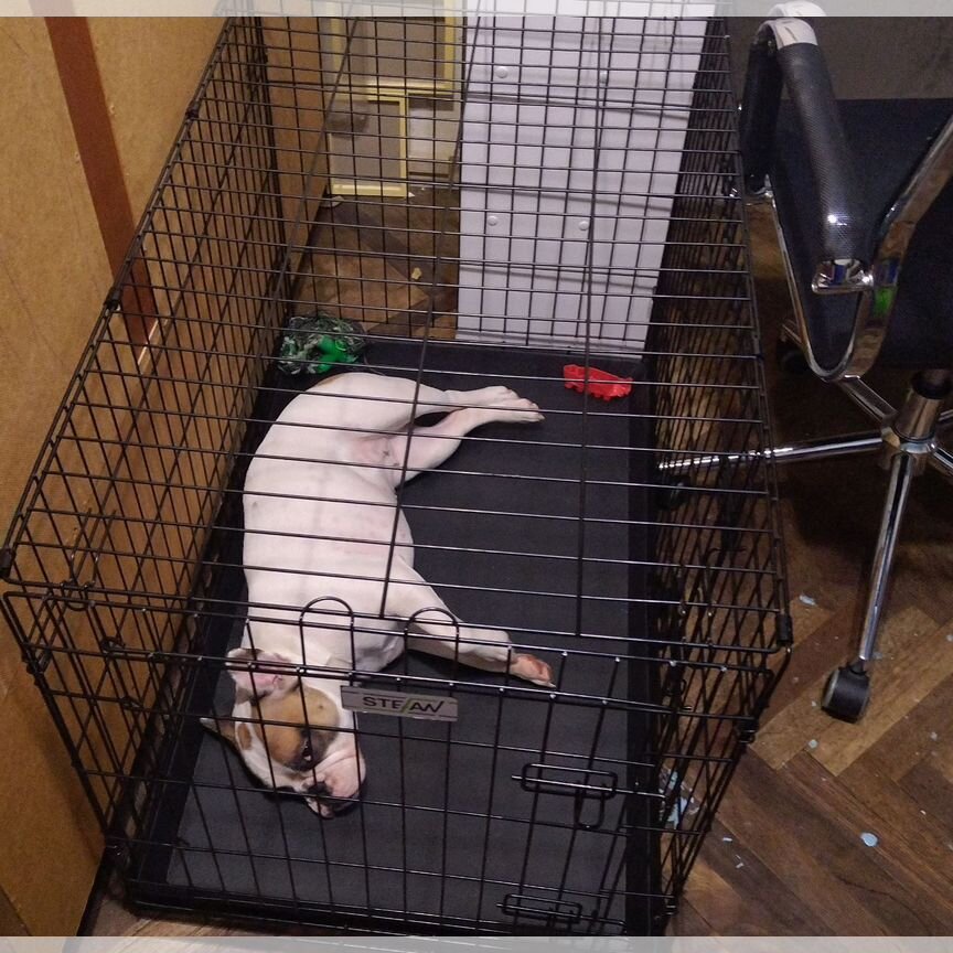 Французский бульдог, щенок