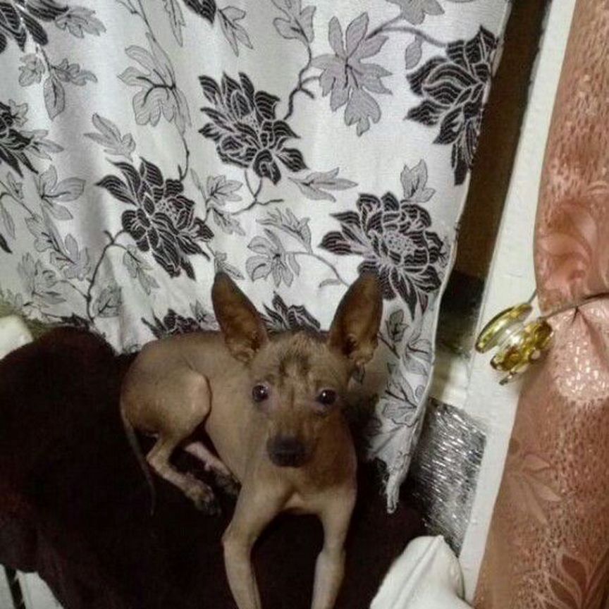 Вязка