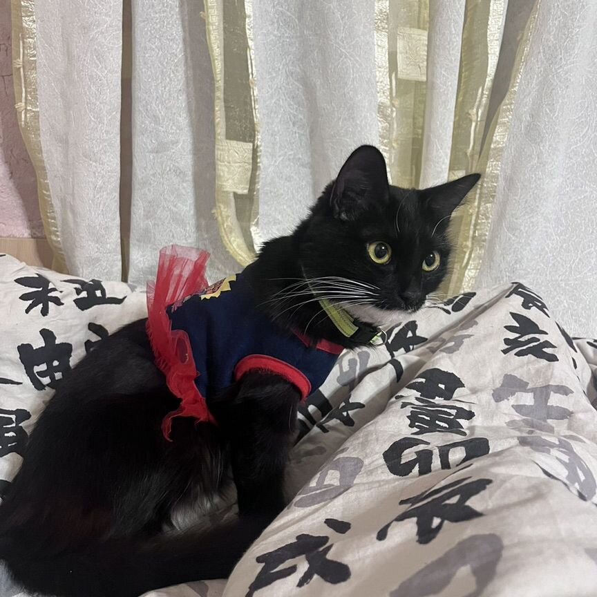 Черная кошка с зелеными глазами