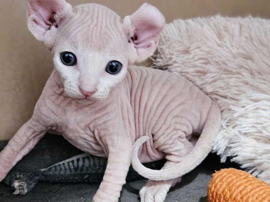 Эльф девочка