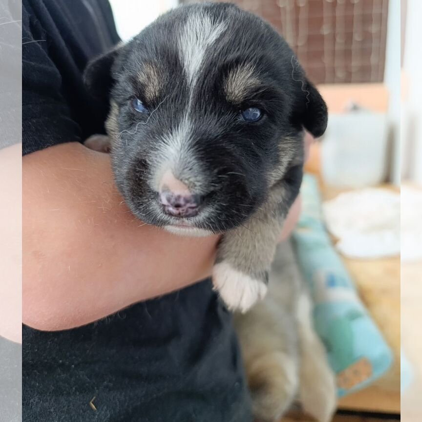 Щенок в добрые руки