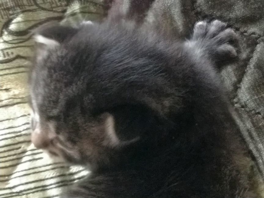 Отдам в добрые ручки малышку пушистую