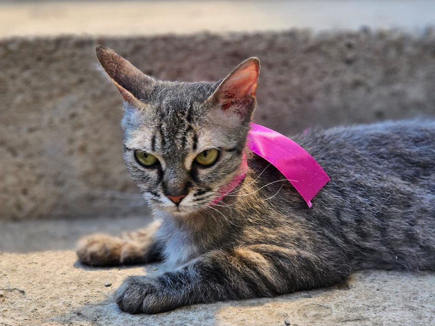 Кошечка брашик