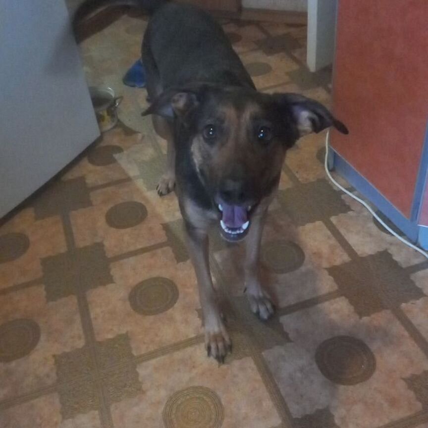 Отдам собаку в хорошие руки