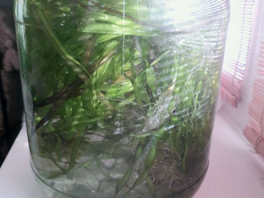 Растения для аквариума, прополка, водоросли