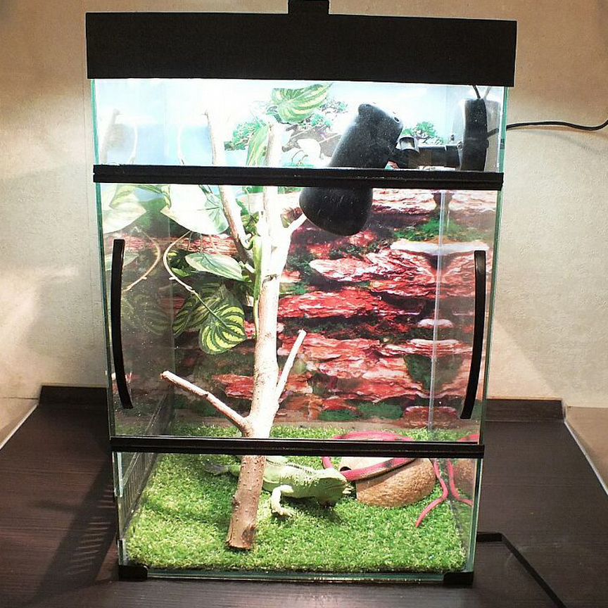 Новый вертикальный тер для бананоедов, палочников