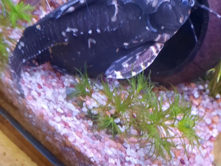 Аквариумные рыбки