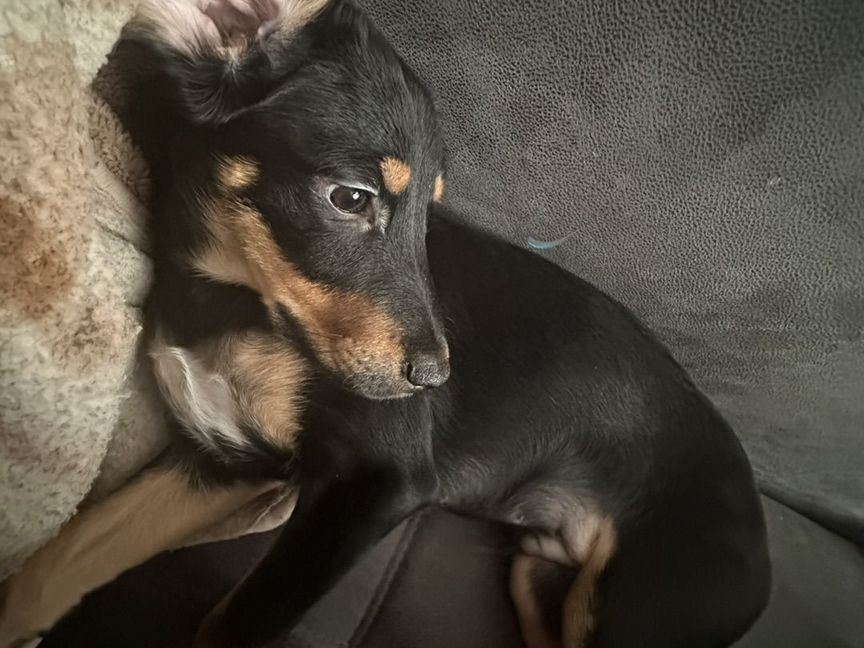 Смесь виегерская выжлы и ротвейлера