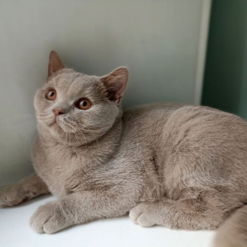 Британский котик окраса фавн